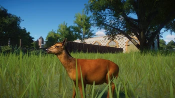 Red Forest Duiker (SibCDC) | Planet Zoo Modding Library Wiki | Fandom