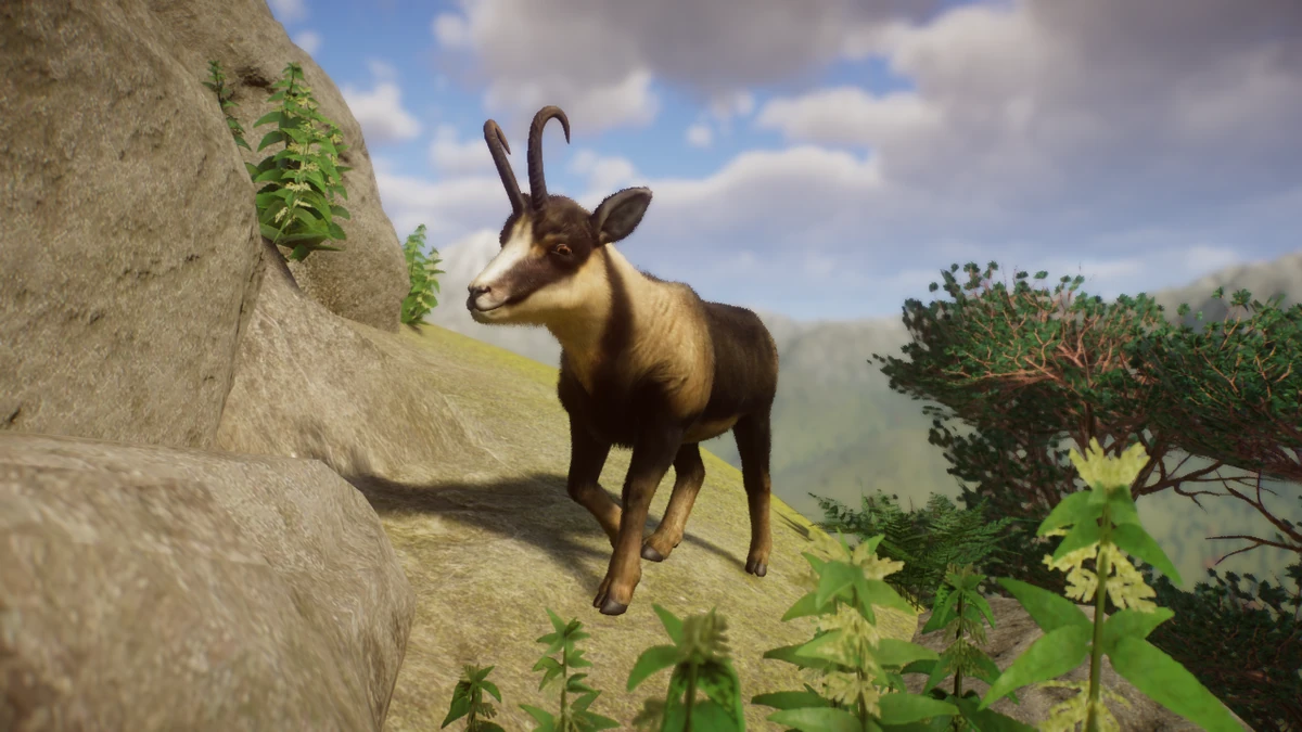 Pyrenean Chamois (Narwhaler) | Planet Zoo Modding Library Wiki | Fandom