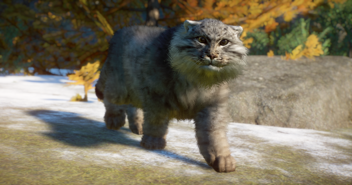 Pallas's Cat (Mergiee) | Planet Zoo Modding Library Wiki | Fandom
