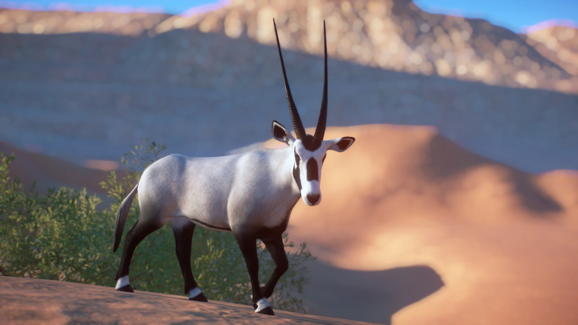 Arabian Oryx Wallpaper