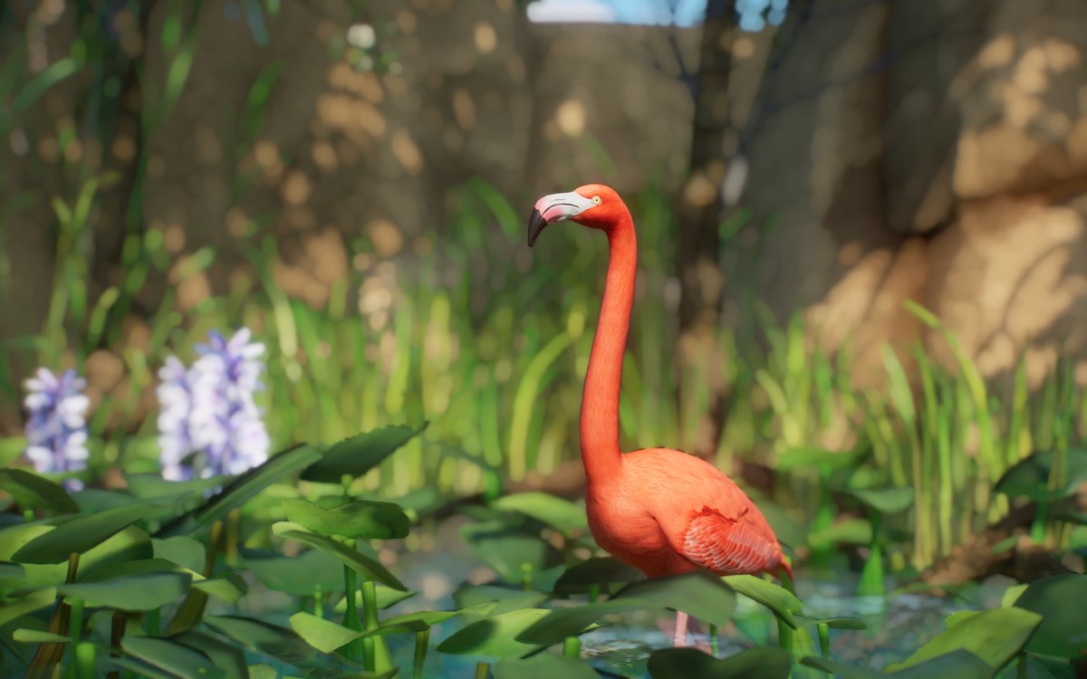 American Flamingo (LeafProductions) | Planet Zoo Modding Library Wiki ... American Flamingo (LeafProductions) | Planet Zoo Modding Library Wiki ...