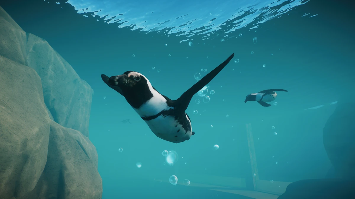 African Penguin (LeafProductions & NicholasLionRider) | Planet Zoo Modding Library Wiki | Fandom