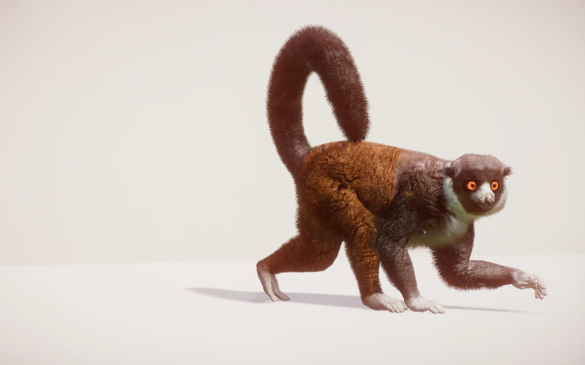 Mongoose Lemur (LeafProductions) | Planet Zoo Modding Library Wiki | Fandom