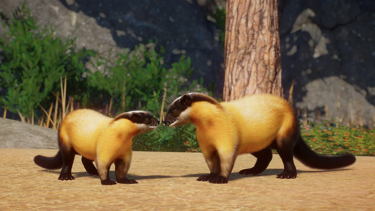 Yellow-Throated Marten (bubblywums & LeafProductions) | Planet Zoo Modding Library Wiki | Fandom