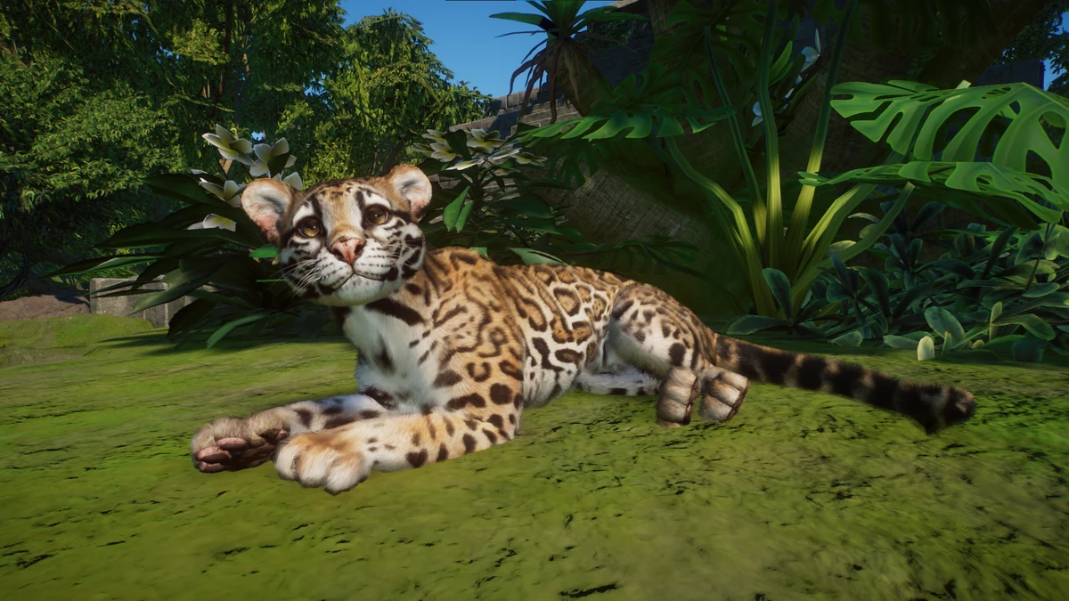 Ocelot (Haruka Ichinose) | Planet Zoo Modding Library Wiki | Fandom