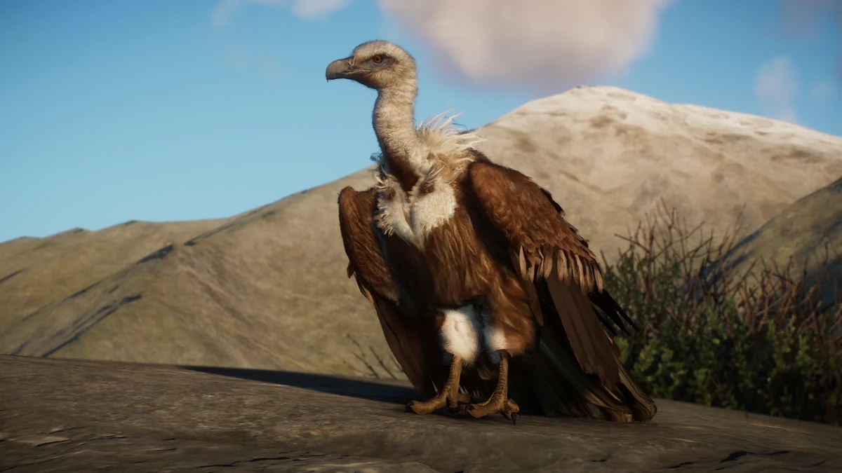 Eurasian Griffon (GreatCakeMods) | Planet Zoo Modding Library Wiki | Fandom