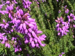 Brezo | Plantas Medicinales Wikia | Fandom