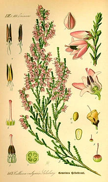 Brezo | Plantas Medicinales Wikia | Fandom