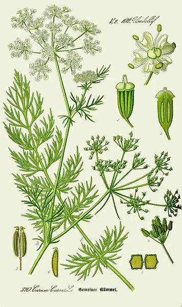 Chimen | Plante medicinale Wiki | Fandom