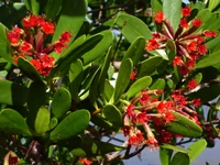 Combretaceae | Plants Wiki | Fandom