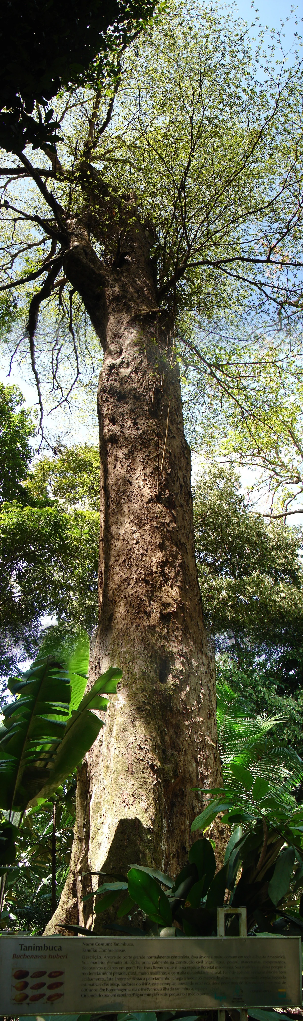 Buchenavia | Plants Wiki | Fandom