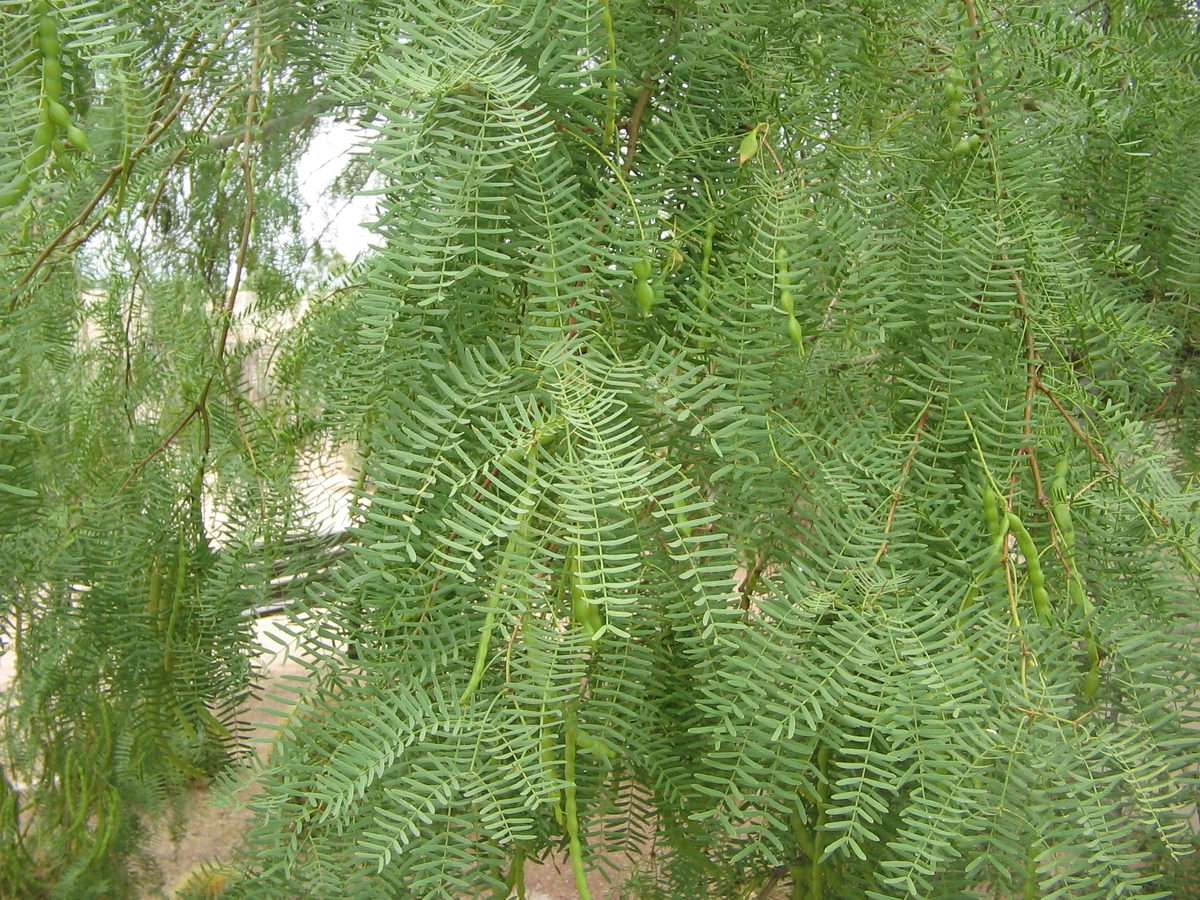 Prosopis glandulosa | Plants Wiki | Fandom