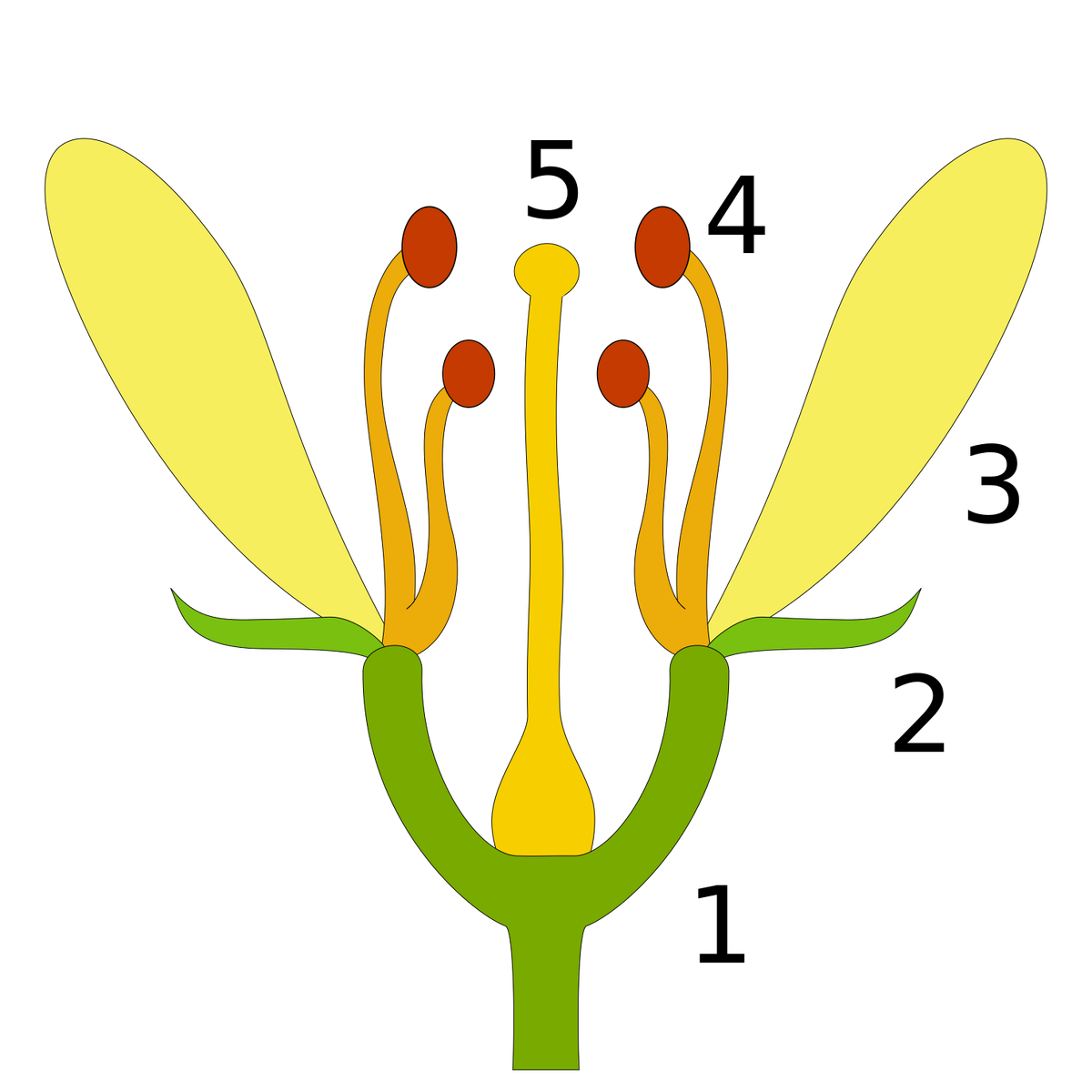 Hypanthium | Plants Wiki | Fandom