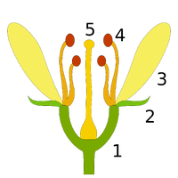 Hypanthium | Plants Wiki | Fandom