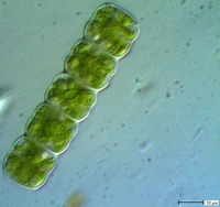 Hyalotheca dissiliens | Plants Wiki | Fandom