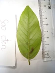 Hopea odorata | Plants Wiki | Fandom