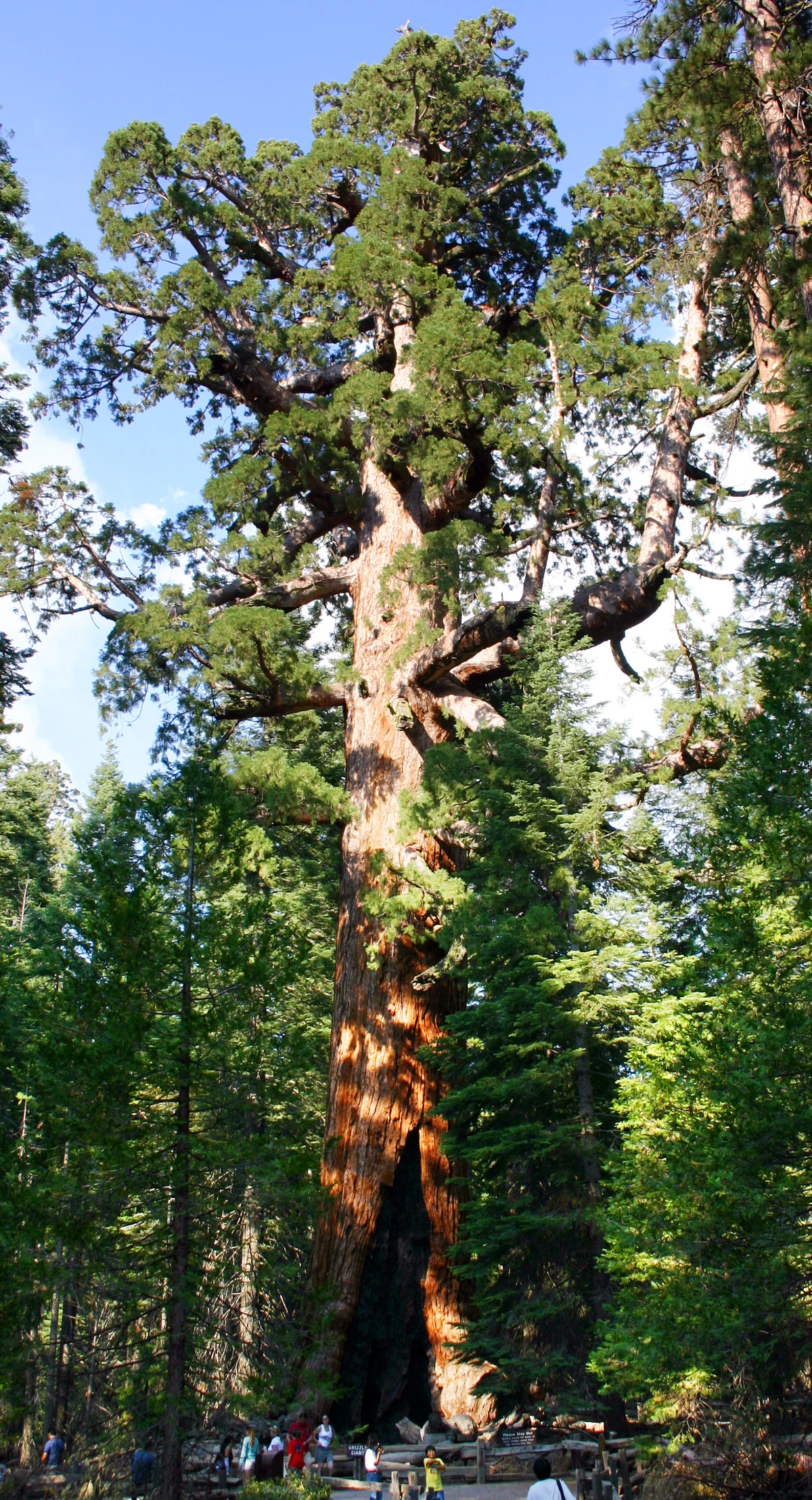 Sequoiadendron | Plants Wiki | Fandom