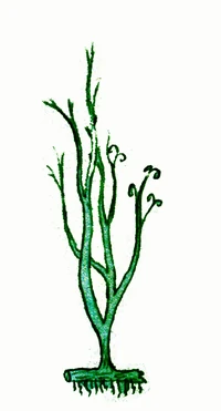 Psilophyton | Plants Wiki | Fandom