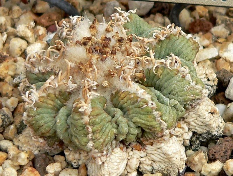 Aztekium ritteri | Plants Wiki | Fandom