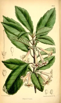 Alseuosmiaceae | Plants Wiki | Fandom