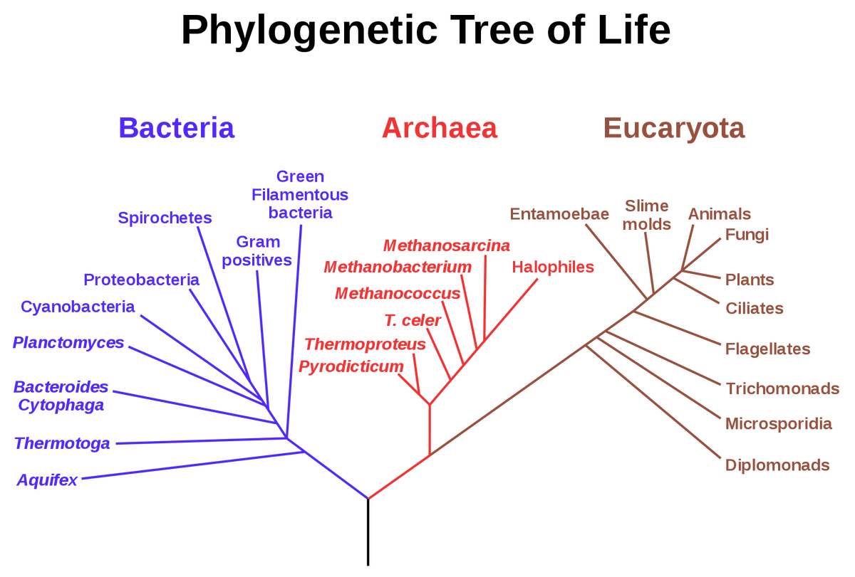 Domain | Plants Wiki | Fandom