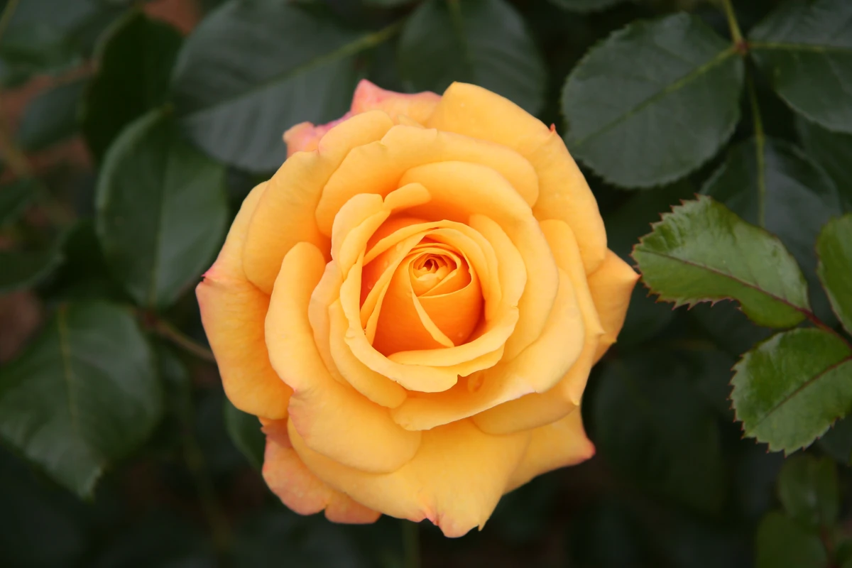 Rosa 'Amber Flush' | Plants Wiki | Fandom