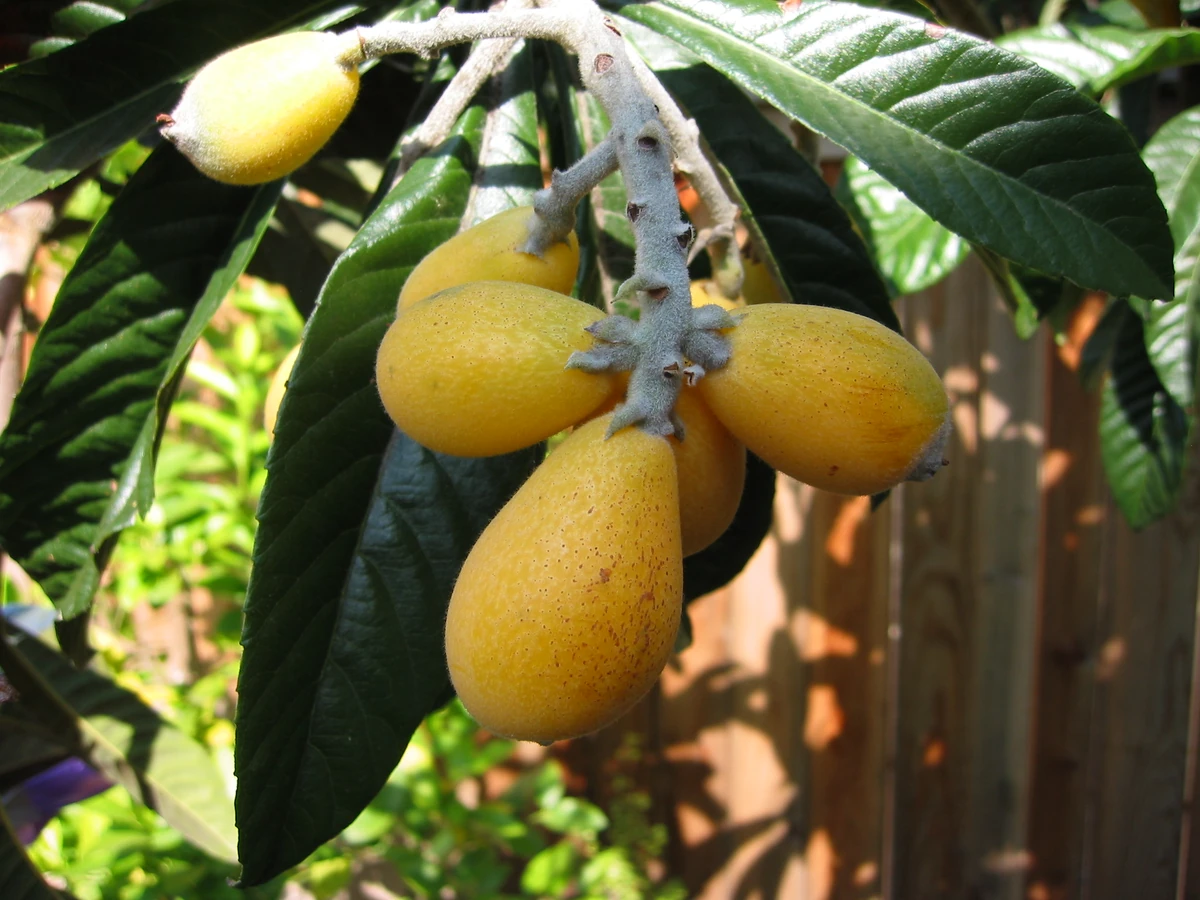 Eriobotrya japonica | Plants Wiki | Fandom