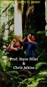 Stephen C. Sillett | Plants Wiki | Fandom