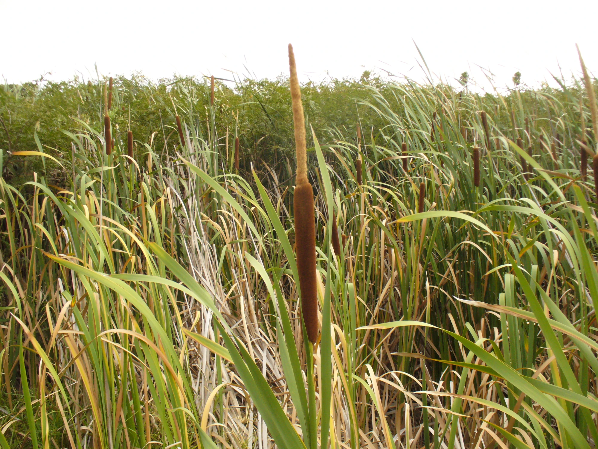 Typha capensis | Plants Wiki | Fandom