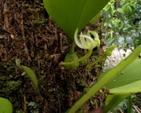 Bulbophyllum baileyi | Plants Wiki | Fandom