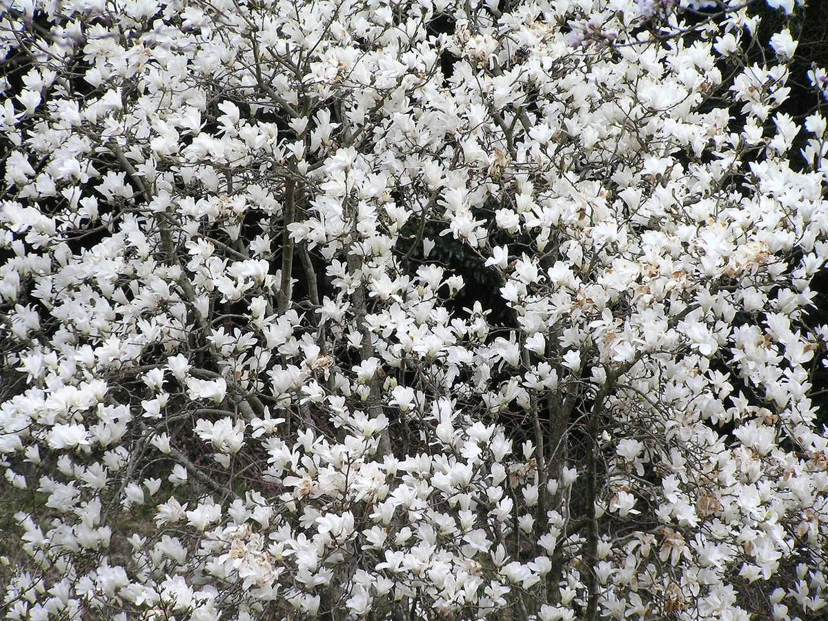 Magnoliopsida | Plants Wiki | Fandom