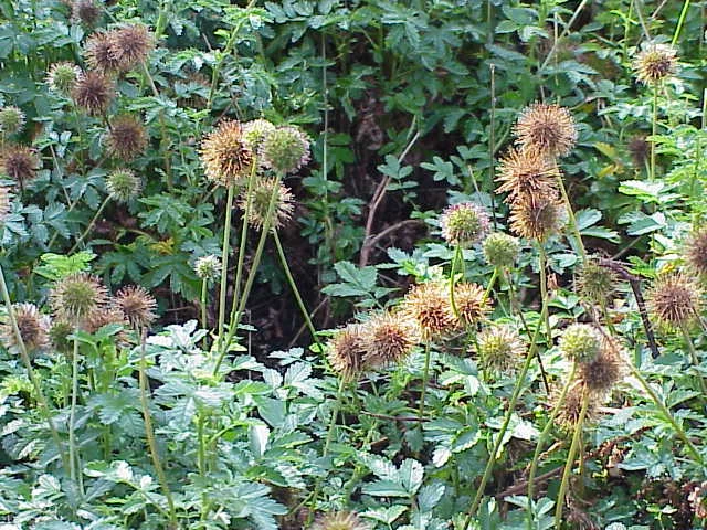 Acaena | Plants Wiki | Fandom