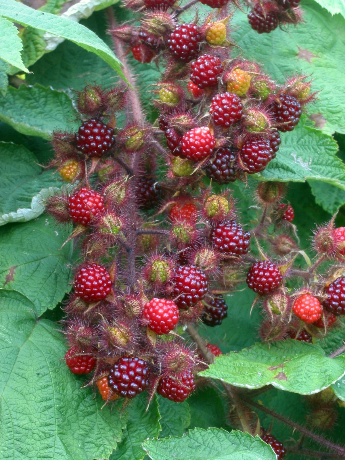 Rubus phoenicolasius | Plants Wiki | Fandom