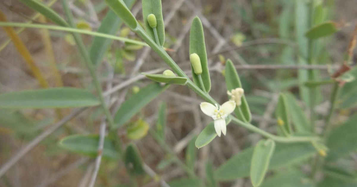 Olax nana | Plants Wiki | Fandom