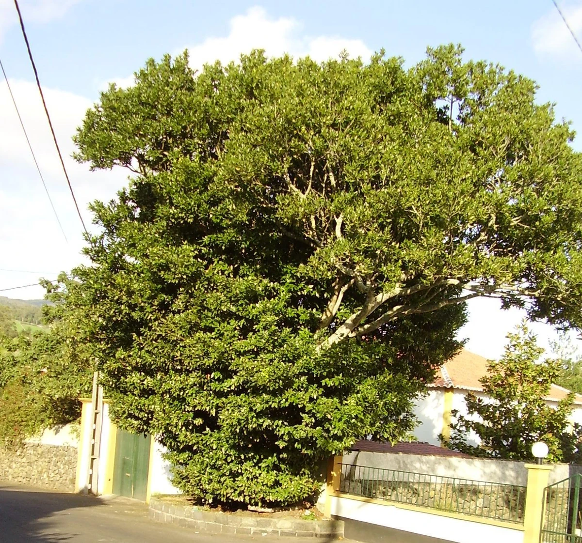 Ocotea foetens | Plants Wiki | Fandom