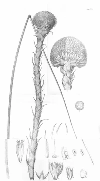 Kingia australis | Plants Wiki | Fandom