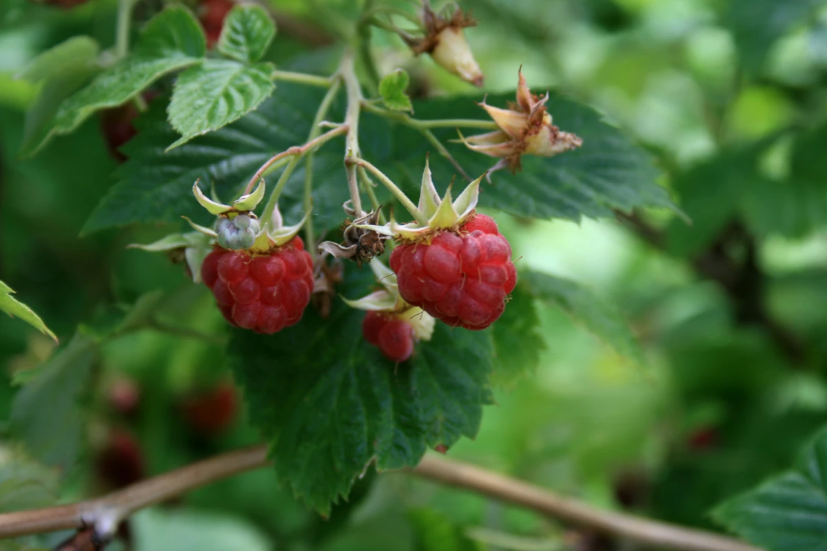 Rubus idaeus | Plants Wiki | Fandom