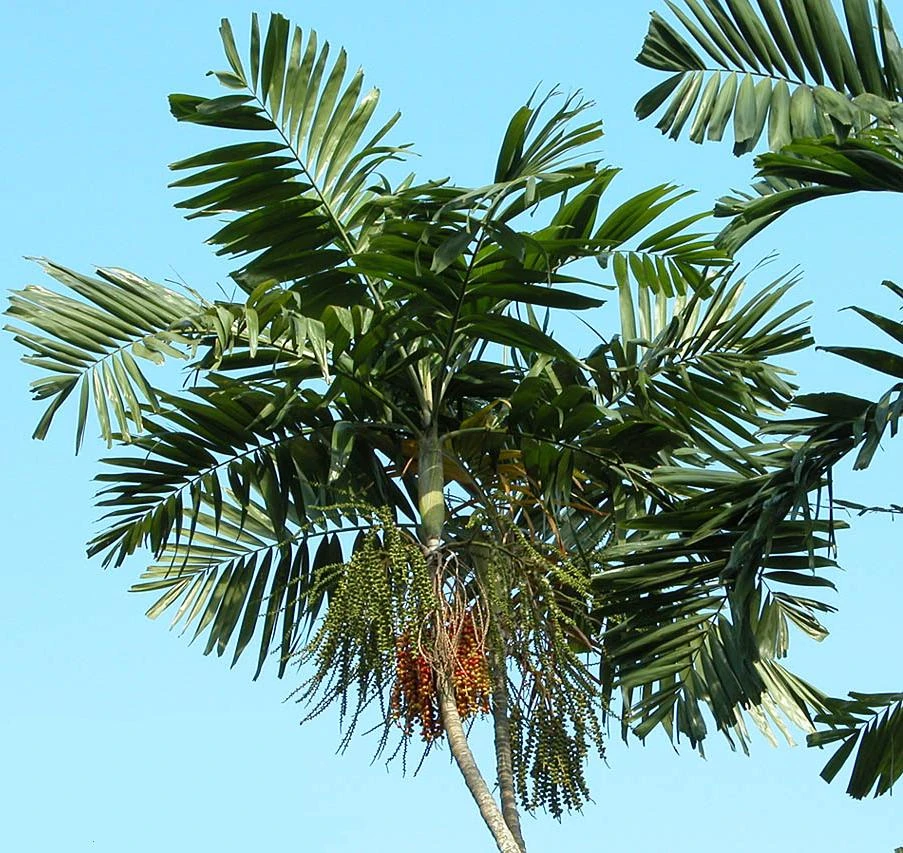 Ptychosperma Macarthurii