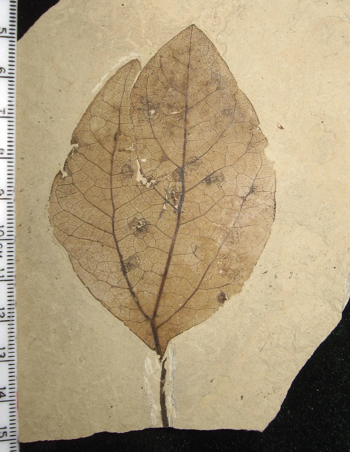 Sassafras hesperia | Plants Wiki | Fandom