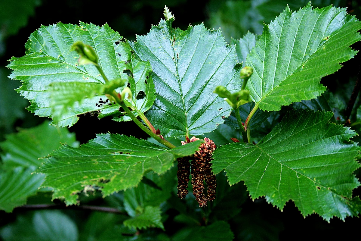 Alnus viridis ssp. sinuata | Plants Wiki | Fandom