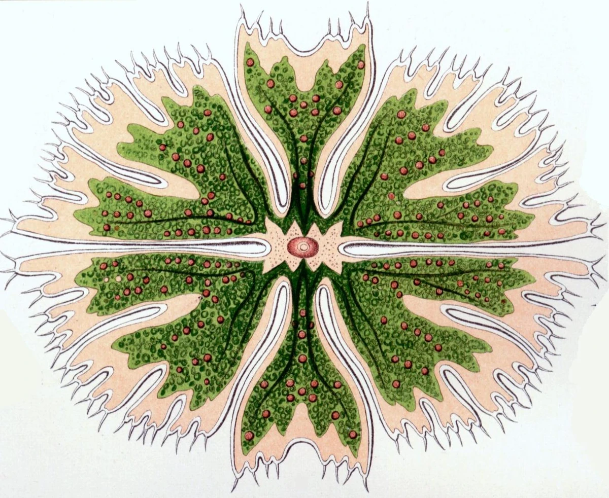 Micrasterias apiculata | Plants Wiki | Fandom