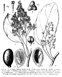 Abuta | Plants Wiki | Fandom