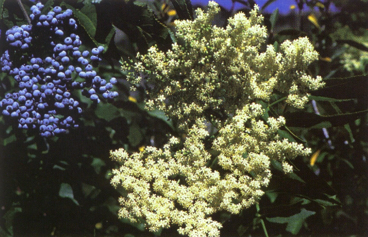 Sambucus nigra ssp. cerulea | Plants Wiki | Fandom
