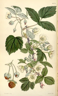Rubus biflorus | Plants Wiki | Fandom
