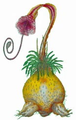 Triffid | Plants Wiki | Fandom