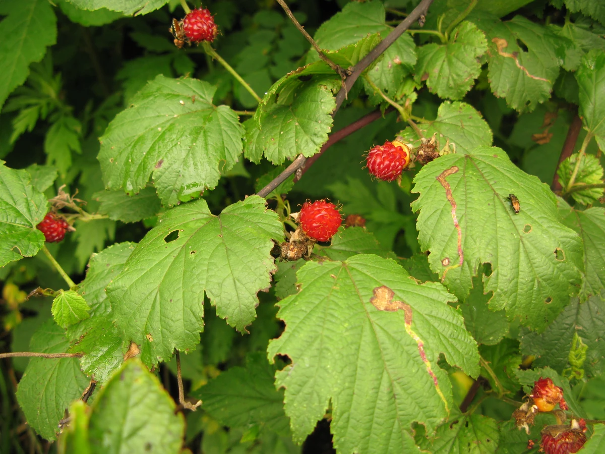 Rubus crataegifolius | Plants Wiki | Fandom