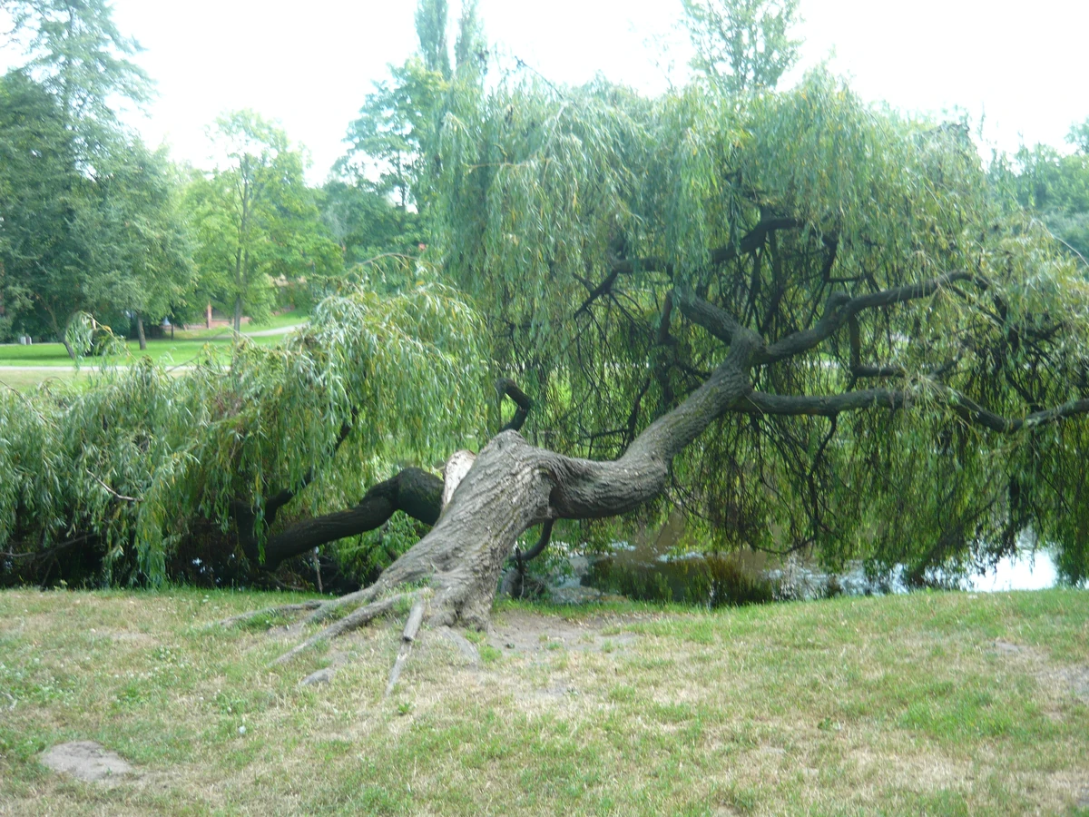 Plant | Plants Wiki | Fandom