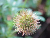 Bur | Plants Wiki | Fandom