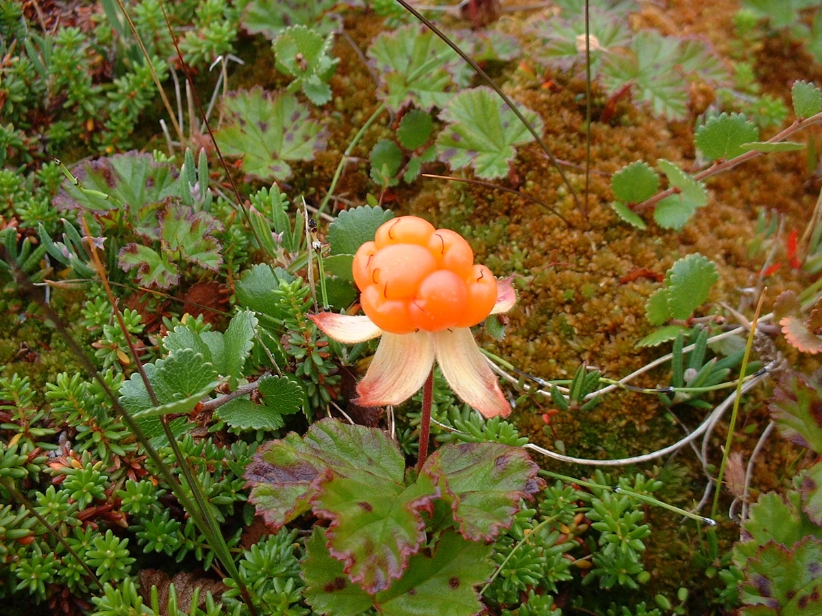 Category:Flora of Norway | Plants Wiki | Fandom