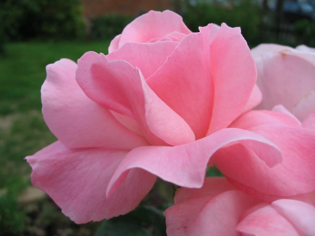 Category:Rose cultivars | Plants Wiki | Fandom